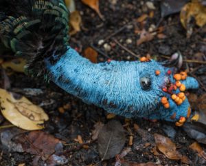 Ocellated Turkey Hunts - Brocket Deer Hunting - Balam Outfitters Mexico